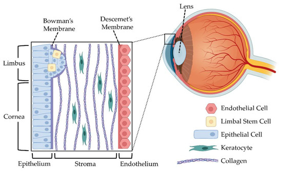 Recent Advances in Natural Materials for Corneal Tissue Engineering