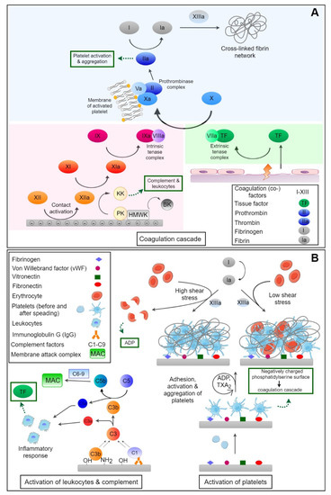 Bioengineering | Free Full-Text | Control of Blood Coagulation by ...