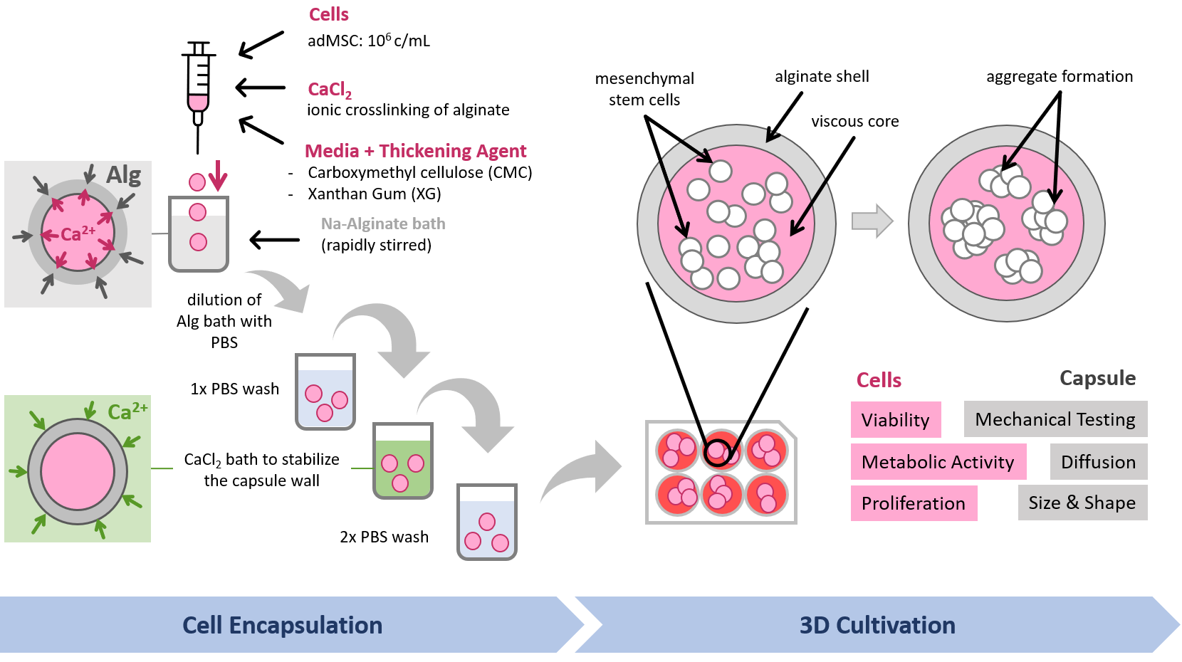 Bioengineering | Free Full-Text | Alginate Core–Shell Capsules for 3D ...