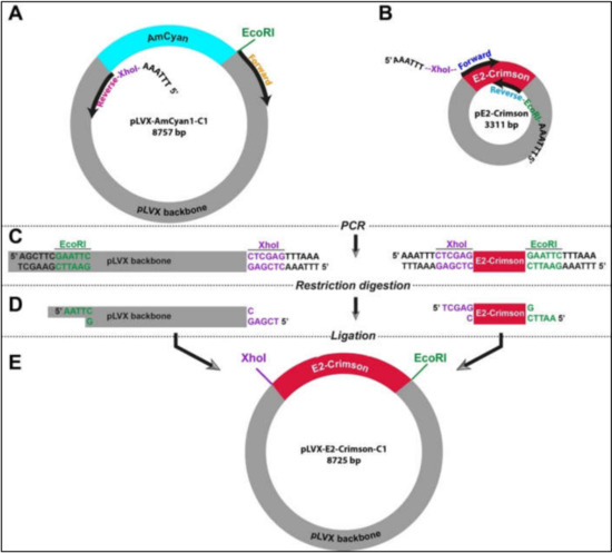 Engineering Novel Lentiviral Vectors for Labelling Tumour Cells and ...