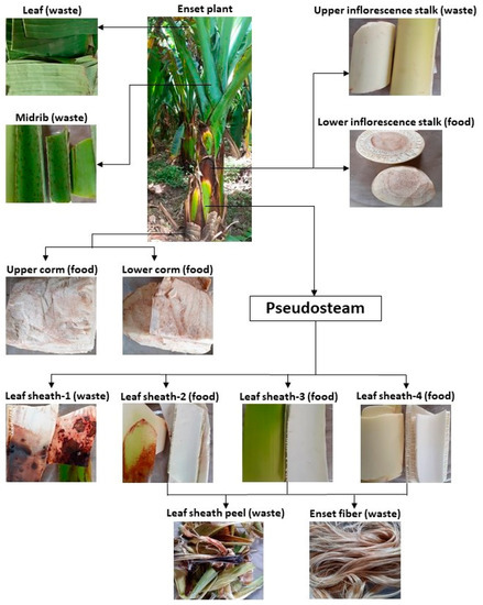 Investigating the Processing Potential of Ethiopian Agricultural ...