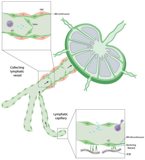 Lymphatic Tissue Bioengineering for the Treatment of Postsurgical ...
