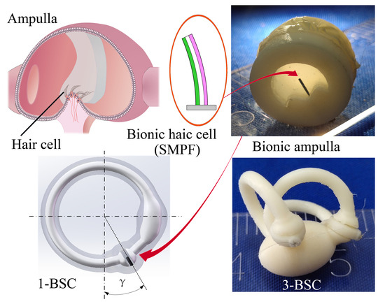 Bioengineering | Free Full-Text | Development of Bionic Semicircular ...