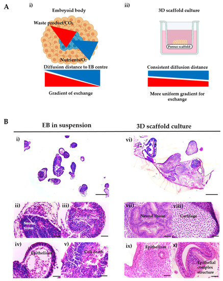 Recreating Tissue Structures Representative of Teratomas In Vitro Using a Combination of 3D Cell ...