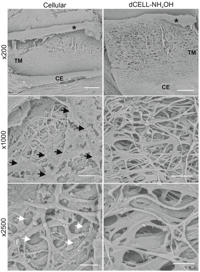 Bioengineering | Free Full-Text | An Optimized Method to Decellularize ...