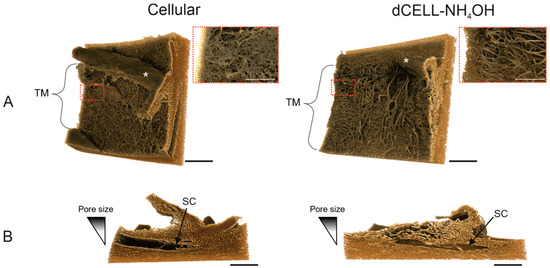 Bioengineering | Free Full-Text | An Optimized Method to Decellularize ...