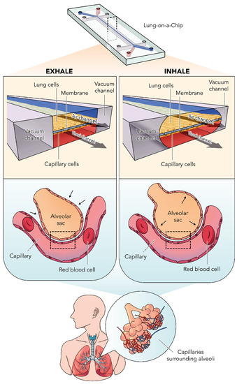 Emerging Paradigms in Bioengineering the Lungs