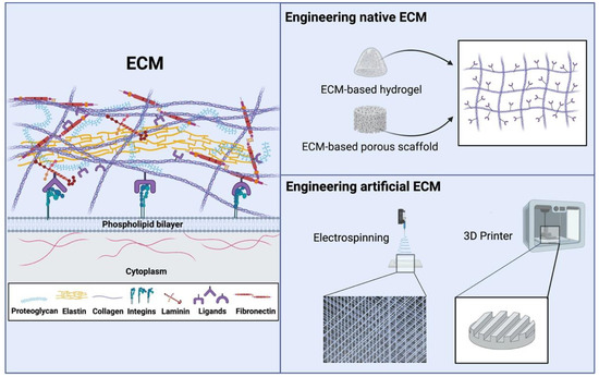 Engineering Extracellular Microenvironment for Tissue Regeneration
