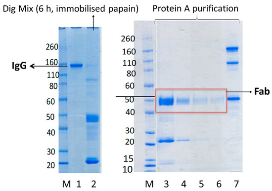 Soluble Papain to Digest Monoclonal Antibodies; Time and Cost-Effective ...