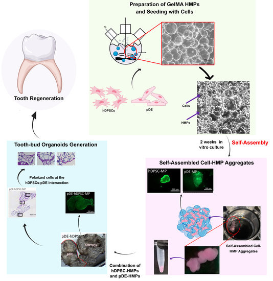 Bioengineering | Free Full-Text | Self-Assembled Hydrogel Microparticle ...