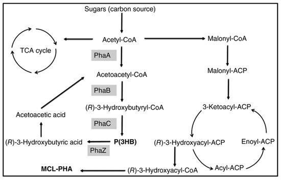 Review of the Developments of Bacterial Medium-Chain-Length ...