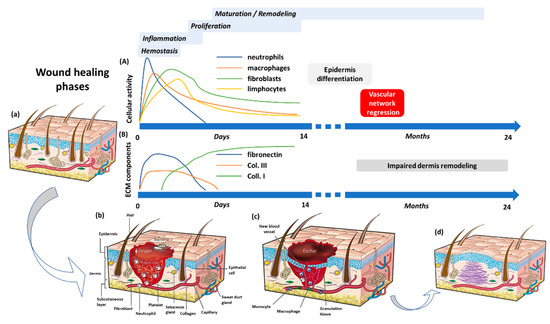 Bioengineered Wound Healing Skin Models: The Role of Immune Response ...