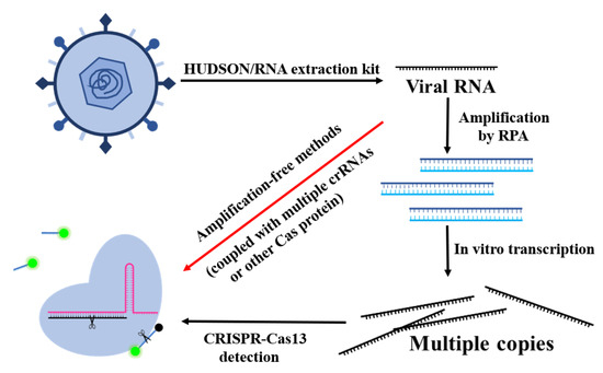 Bioengineering | Free Full-Text | Engineering CRISPR/Cas13 System ...