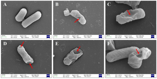 Efficient Robust Yield Method for Preparing Bacterial Ghosts by ...