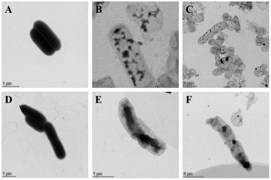 Efficient Robust Yield Method for Preparing Bacterial Ghosts by ...