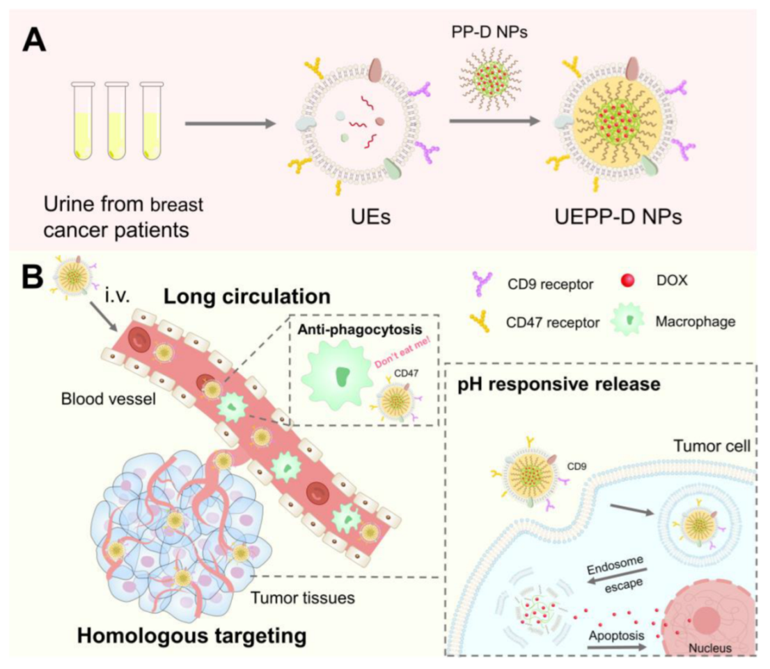 Bioengineering | Free Full-Text | Naturally Equipped Urinary Exosomes ... Bioengineering | Free Full-Text | Naturally Equipped Urinary Exosomes ...