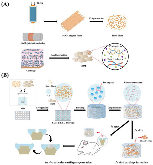Bioengineering | Special Issue : Current Developments and Applications ...