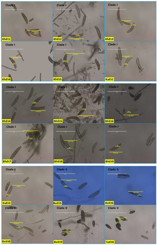 Molecular and Morphological Characterization of Exserohilum turcicum ...
