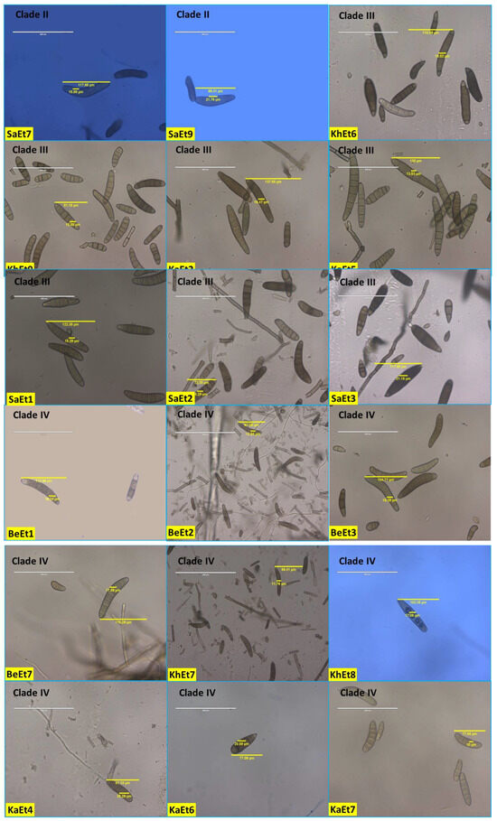 Molecular and Morphological Characterization of Exserohilum turcicum ...