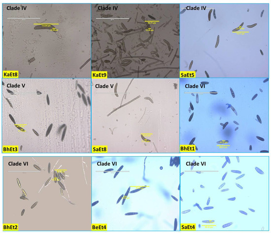 Molecular and Morphological Characterization of Exserohilum turcicum ...