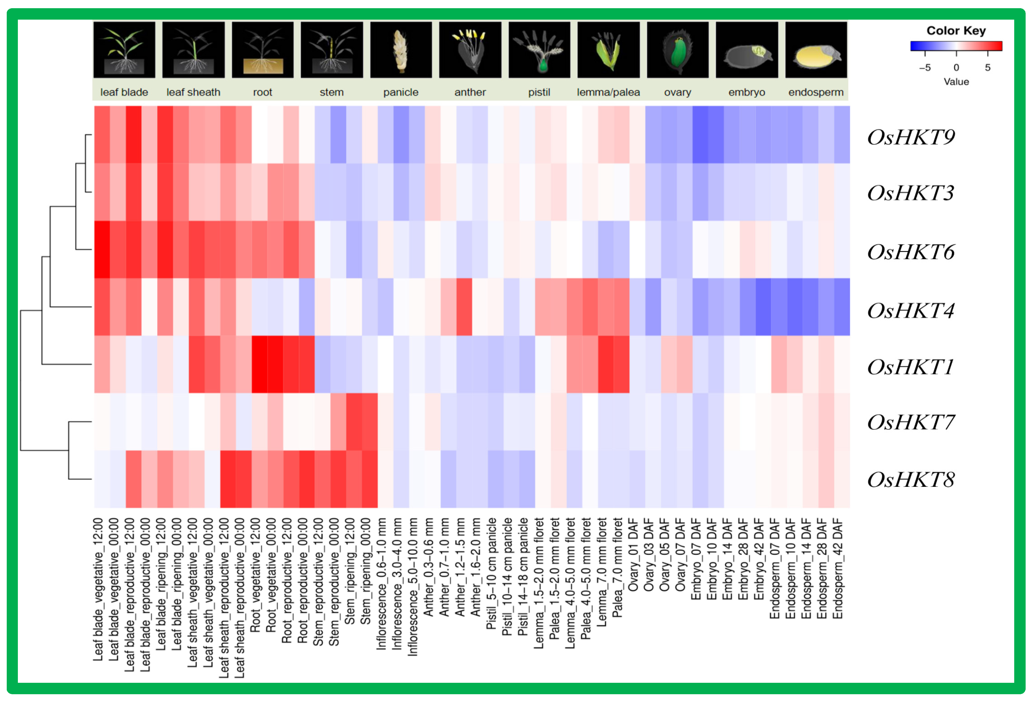 Transcriptome-Wide Analysis Revealed the Potential of the High-Affinity ...