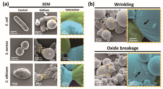 Gallium-Based Liquid Metal Materials for Antimicrobial Applications