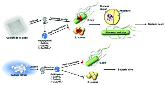 Gallium-Based Liquid Metal Materials for Antimicrobial Applications
