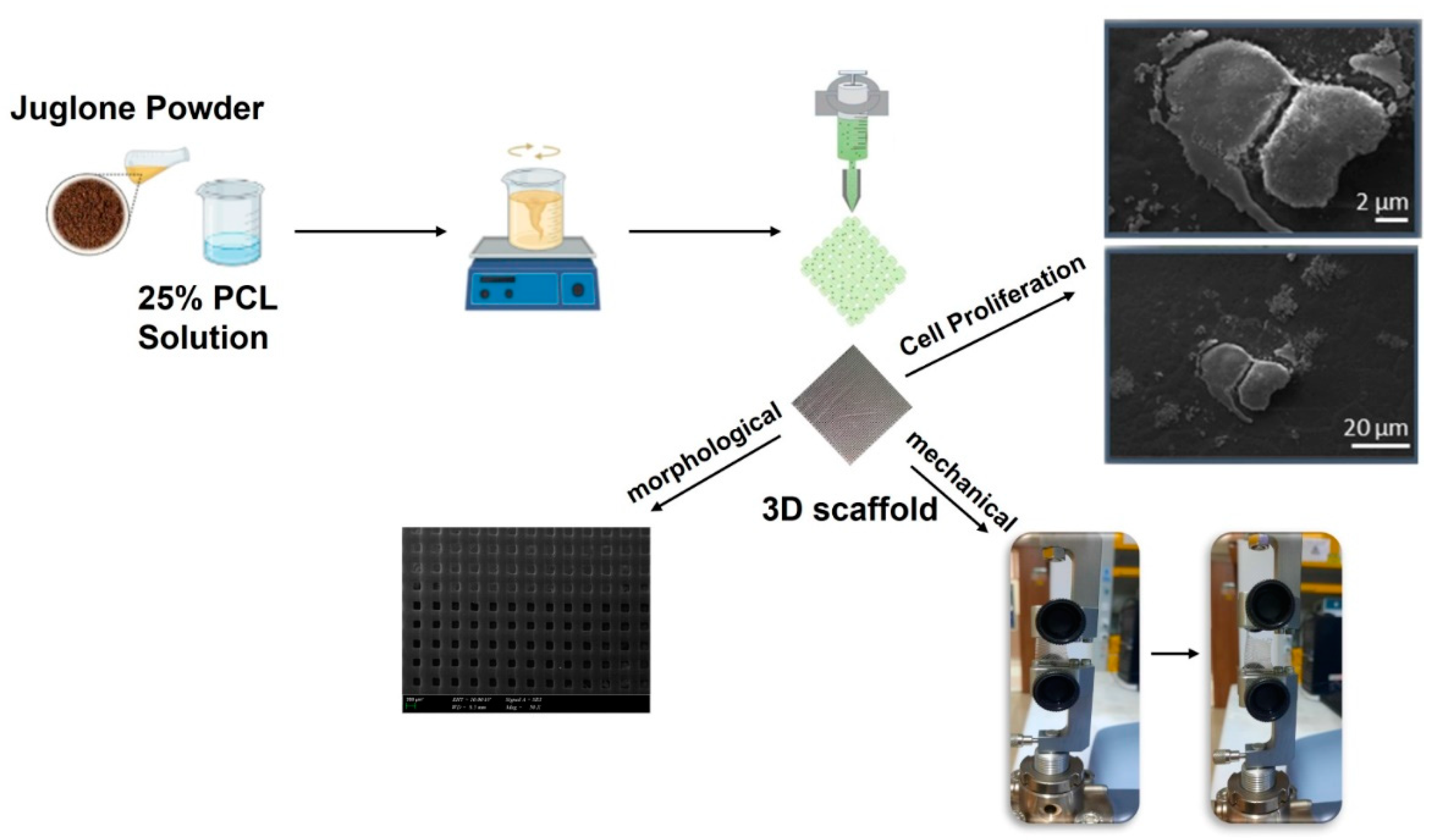 3D-Printed PCL Scaffolds Combined with Juglone for Skin Tissue Engineering