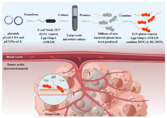 Construction and In Vitro Evaluation of a Tumor Acidic pH-Targeting Drug Delivery System Based ...