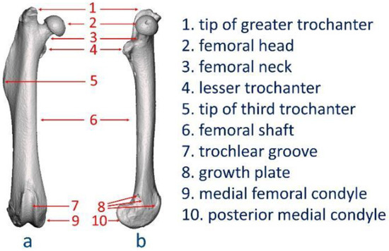 Surgical Classification for Preclinical Rat Femoral Bone Defect Model ...