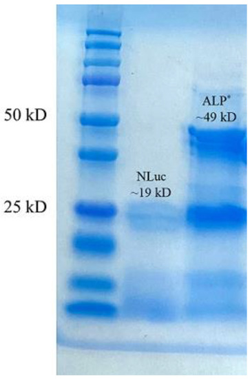 Comparative Analysis of NanoLuc Luciferase and Alkaline Phosphatase ...