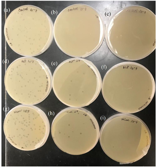 Comparative Analysis of NanoLuc Luciferase and Alkaline Phosphatase ...