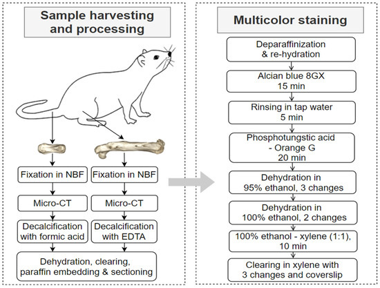 Multicolor Histochemical Staining for Identification of Mineralized and ...