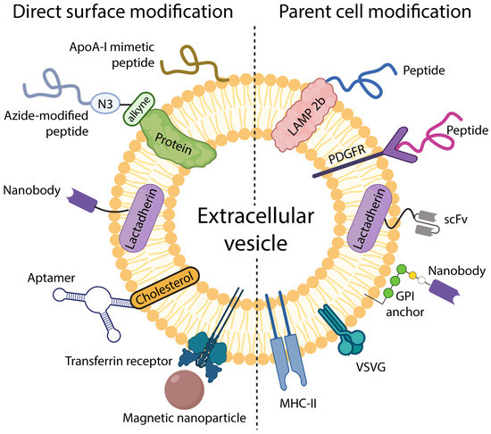 Targeting Capabilities of Native and Bioengineered Extracellular Vesicles for Drug Delivery