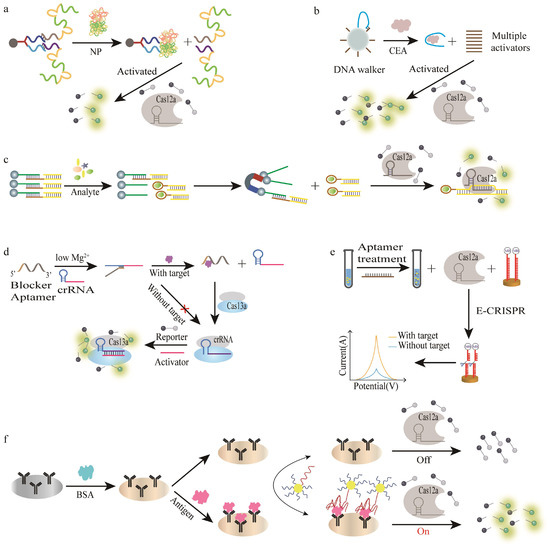 Recent Advances in CRISPR/Cas-Based Biosensors for Protein Detection