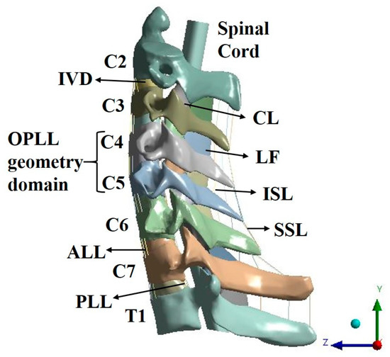 Bioengineering | Free Full-Text | Stress Distribution on Spinal Cord ... Bioengineering | Free Full-Text | Stress Distribution on Spinal Cord ...