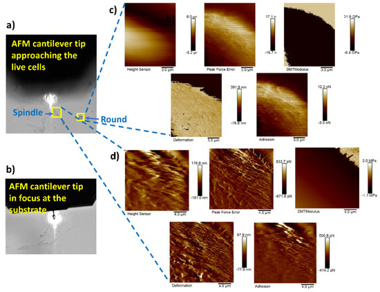 Deep Learning for Live Cell Shape Detection and Automated AFM Navigation