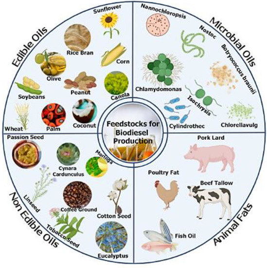 Sustainable Feedstocks and Challenges in Biodiesel Production: An ...