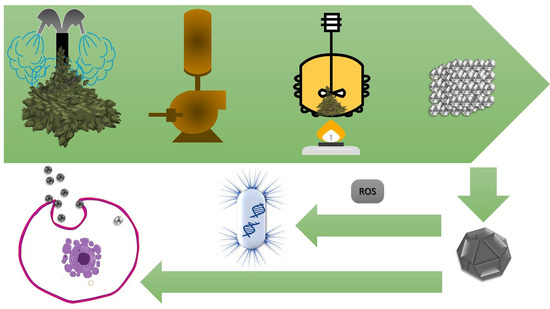 Bioengineering | Free Full-Text | Recent Advances in Plant-Mediated Zinc Oxide Nanoparticles ...