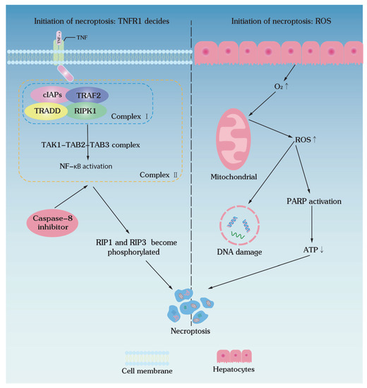 Biomolecular Pathways of Cryoinjuries in Low-Temperature Storage for ...