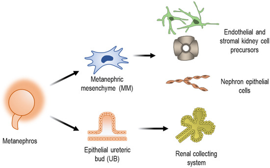 A Concise Review on Electrospun Scaffolds for Kidney Tissue Engineering