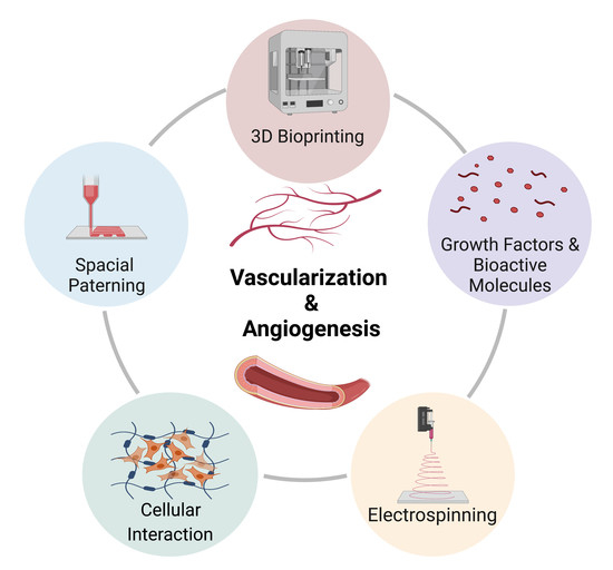 Bioengineering | Free Full-Text | Engineering Spatiotemporal Control in ...