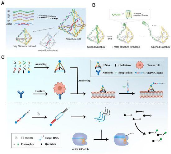 Broadening the Horizons of RNA Delivery Strategies in Cancer Therapy