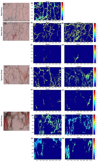 Stem Cell-Secreted Allogeneic Elastin-Rich Matrix with Subsequent ...
