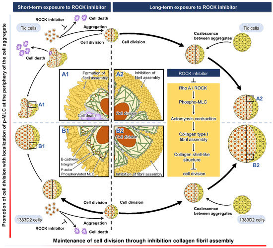 Effect of Rho–Associated Kinase Inhibitor on Growth Behaviors of Human ...