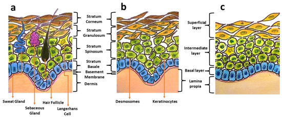 A Narrative Review on Means to Promote Oxygenation and Angiogenesis in ...