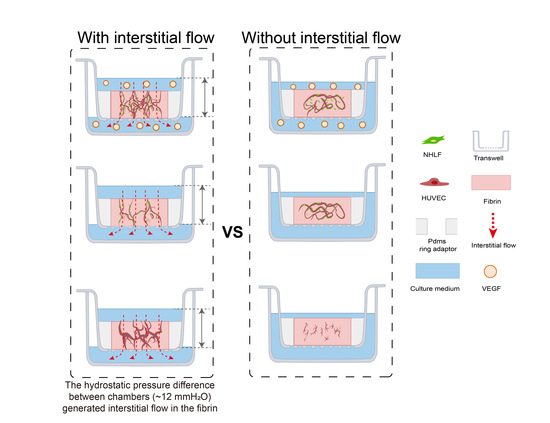 Bioengineering | Free Full-Text | A Transwell-Based Vascularized Model to Investigate the Effect ...