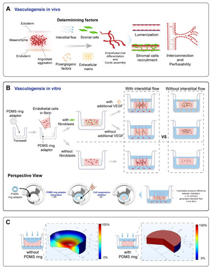 A Transwell-Based Vascularized Model to Investigate the Effect of ...