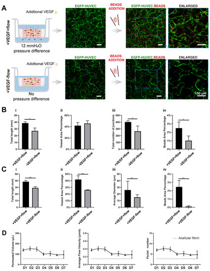 A Transwell-Based Vascularized Model to Investigate the Effect of ...