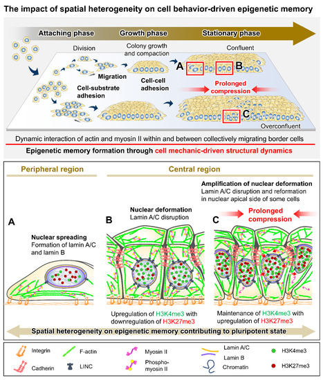 Cell Behavioral Dynamics as a Cue in Optimizing Culture Stabilization ...